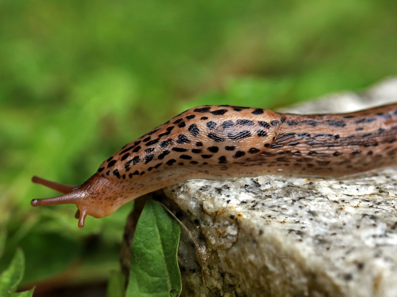 Achatina to największy ślimak lądowy. Gdzie żyje? - Bryk.pl