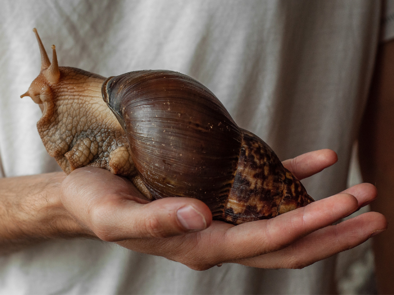 Achatina to największy ślimak lądowy. Gdzie żyje? - Bryk.pl