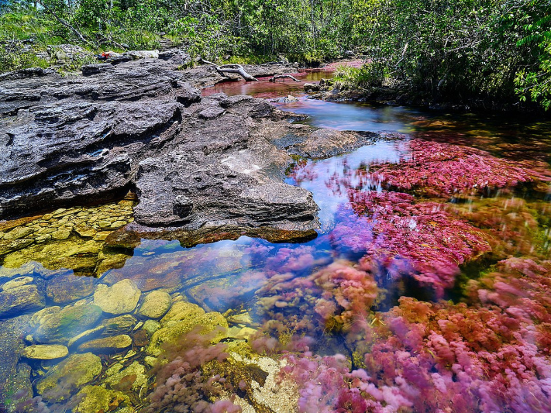 Caño Cristales, czyli rzeka pięciu kolorów w Kolumbii. Jak powstała ...