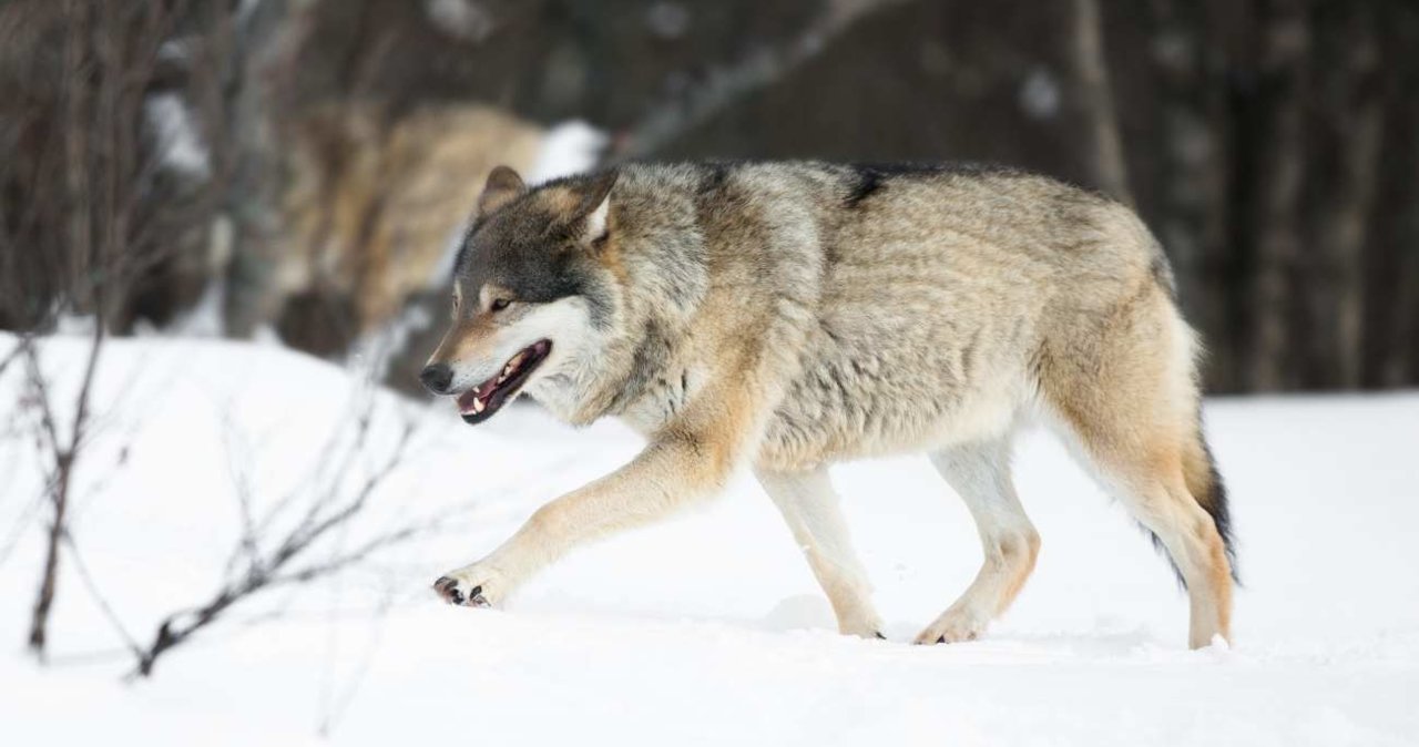 Trop wilka na śniegu. Umiesz rozpoznać, czy pomylisz z psem? - Bryk.pl