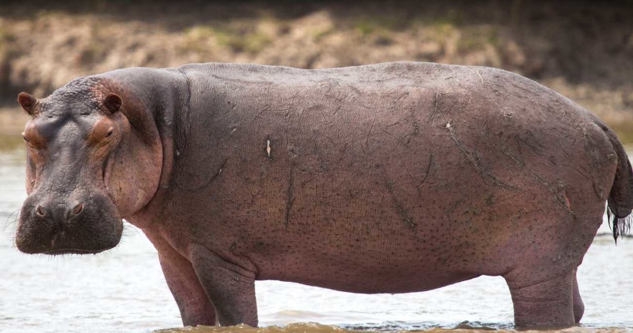 Hipopotam nilowy - fascynujący ale niebezpieczny - Bryk.pl