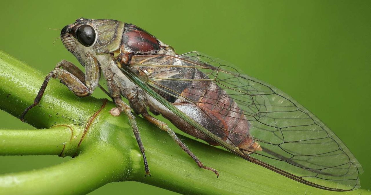 Cykady – czy tych głośnych śpiewaków można również spotkać w Polsce ...