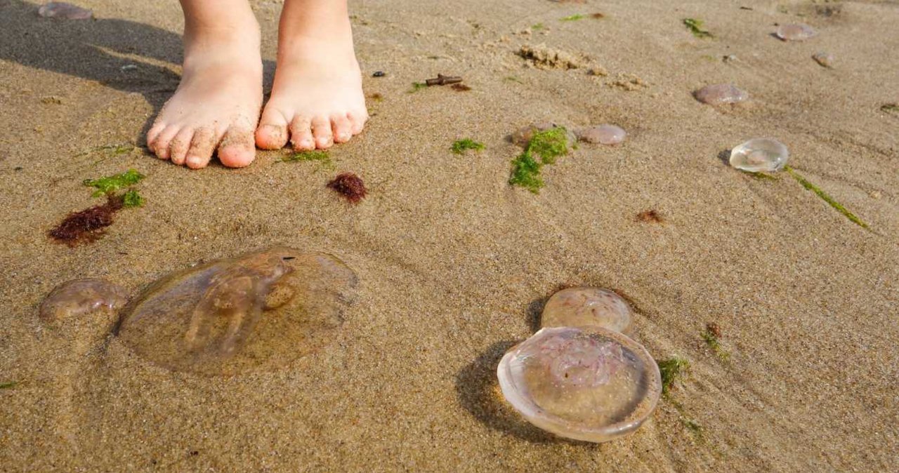 Chełbia modra – różowa meduza, która nie zrobi ci krzywdy - Bryk.pl