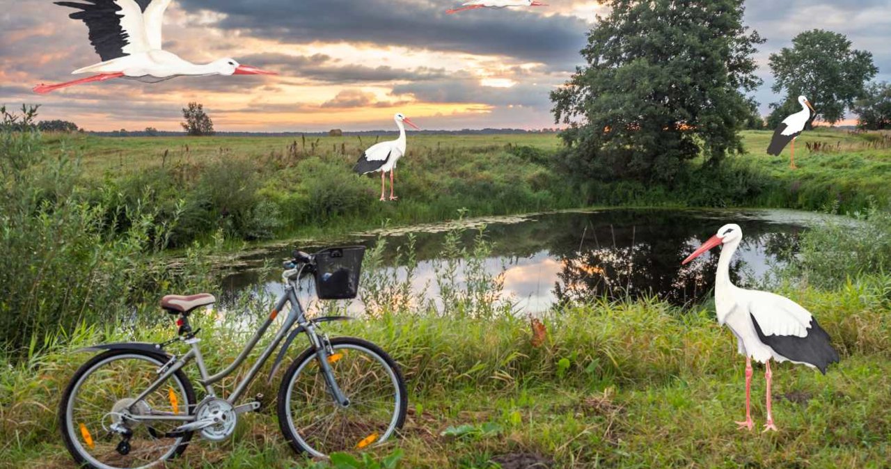 Podlaski Szlak Bociani. 412 kilometrów pełnych wrażeń - Bryk.pl