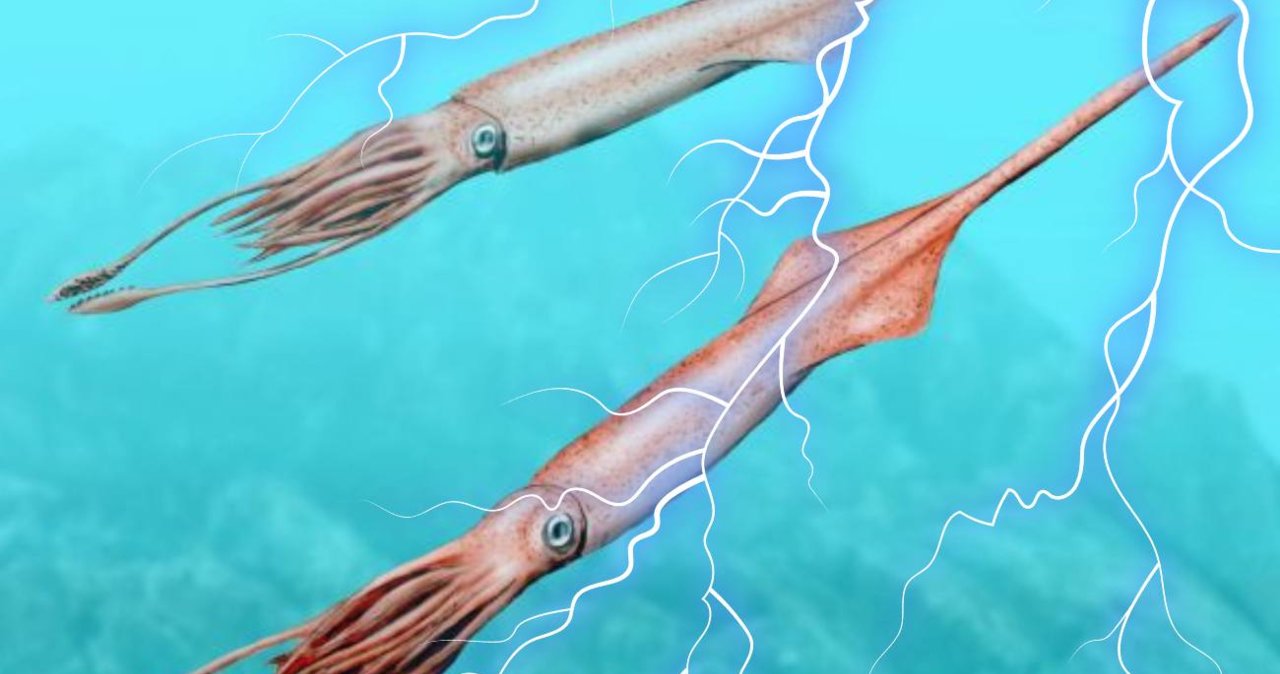 Belemnity i fulguryty. Dlaczego ludzie je mylą? - Bryk.pl