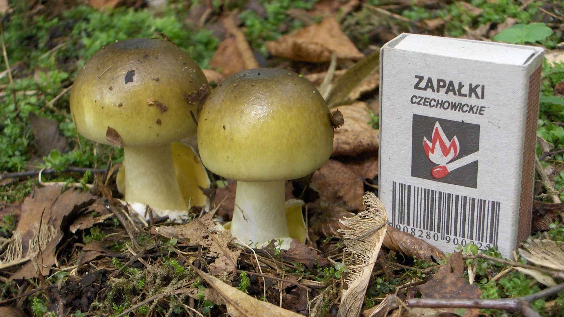 Ekspansja muchomora sromotnikowego. Jak trujący grzyb opanował ...