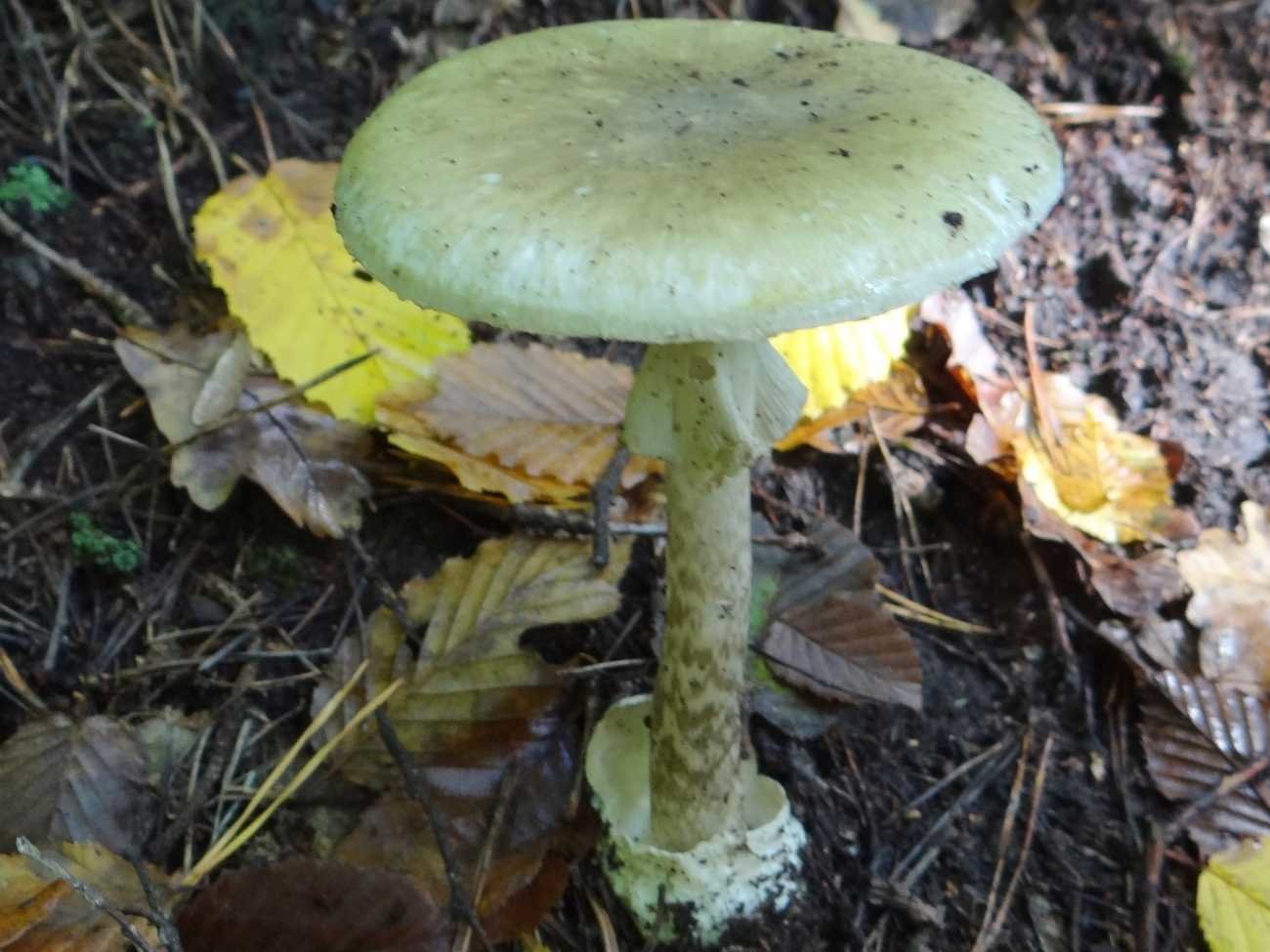 Ekspansja muchomora sromotnikowego. Jak trujący grzyb opanował ...